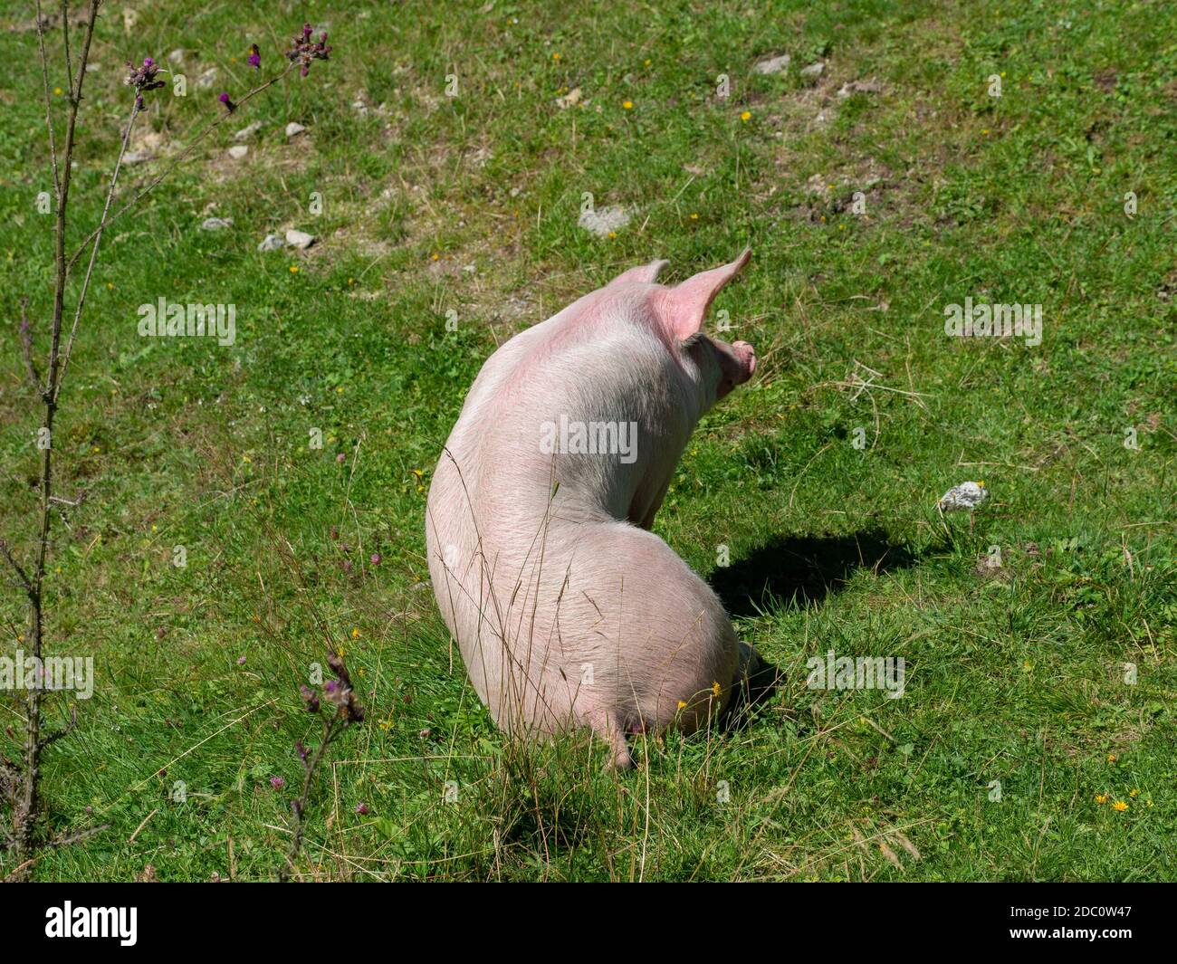 Backside pig hi-res stock photography and images - Alamy