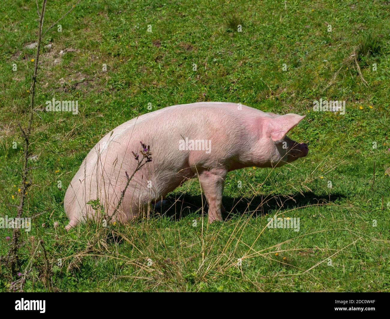 Pig sitting hi-res stock photography and images - Alamy