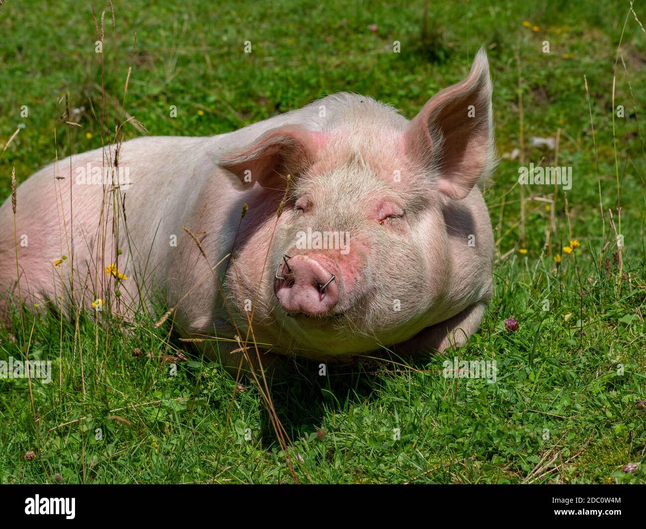 Pig lying meadow hi-res stock photography and images - Alamy