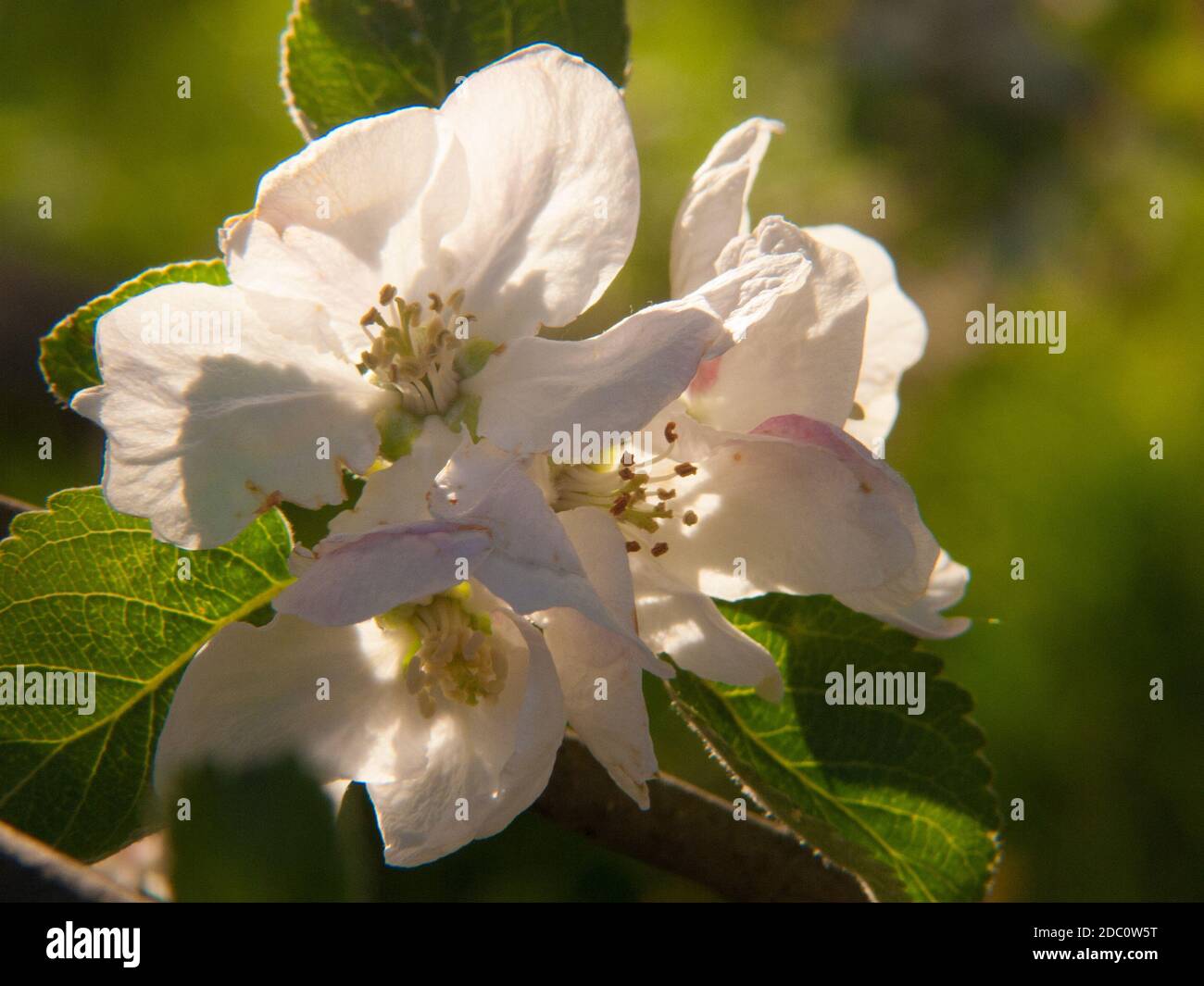 fleurs de pommier Stock Photo - Alamy