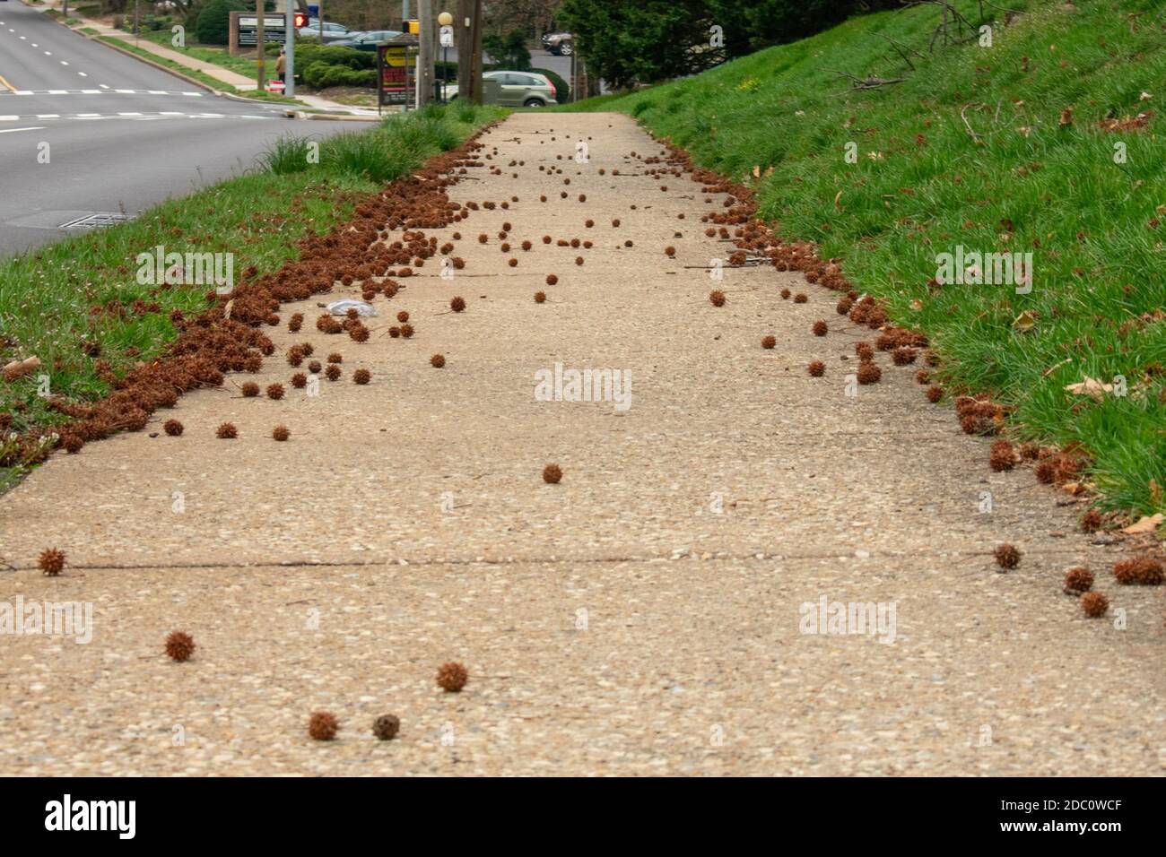 Spiked Seed Pods Littering the Tan Sidewalk in Suburban Pennsylvania ...