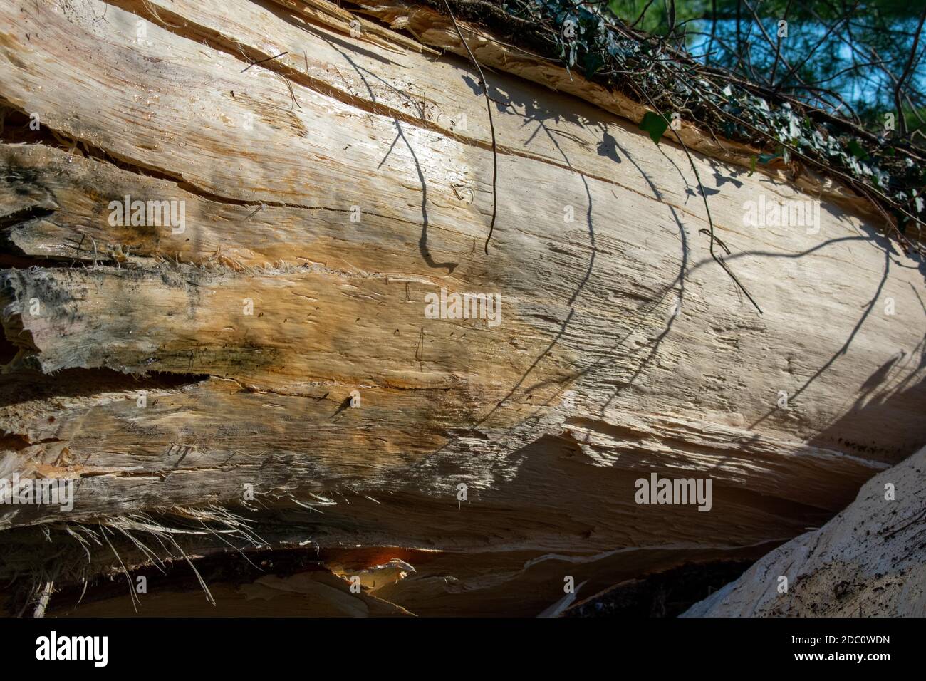 A Close Up Shot of a Tree Freshly Stripped of Its Bark Stock Photo - Alamy