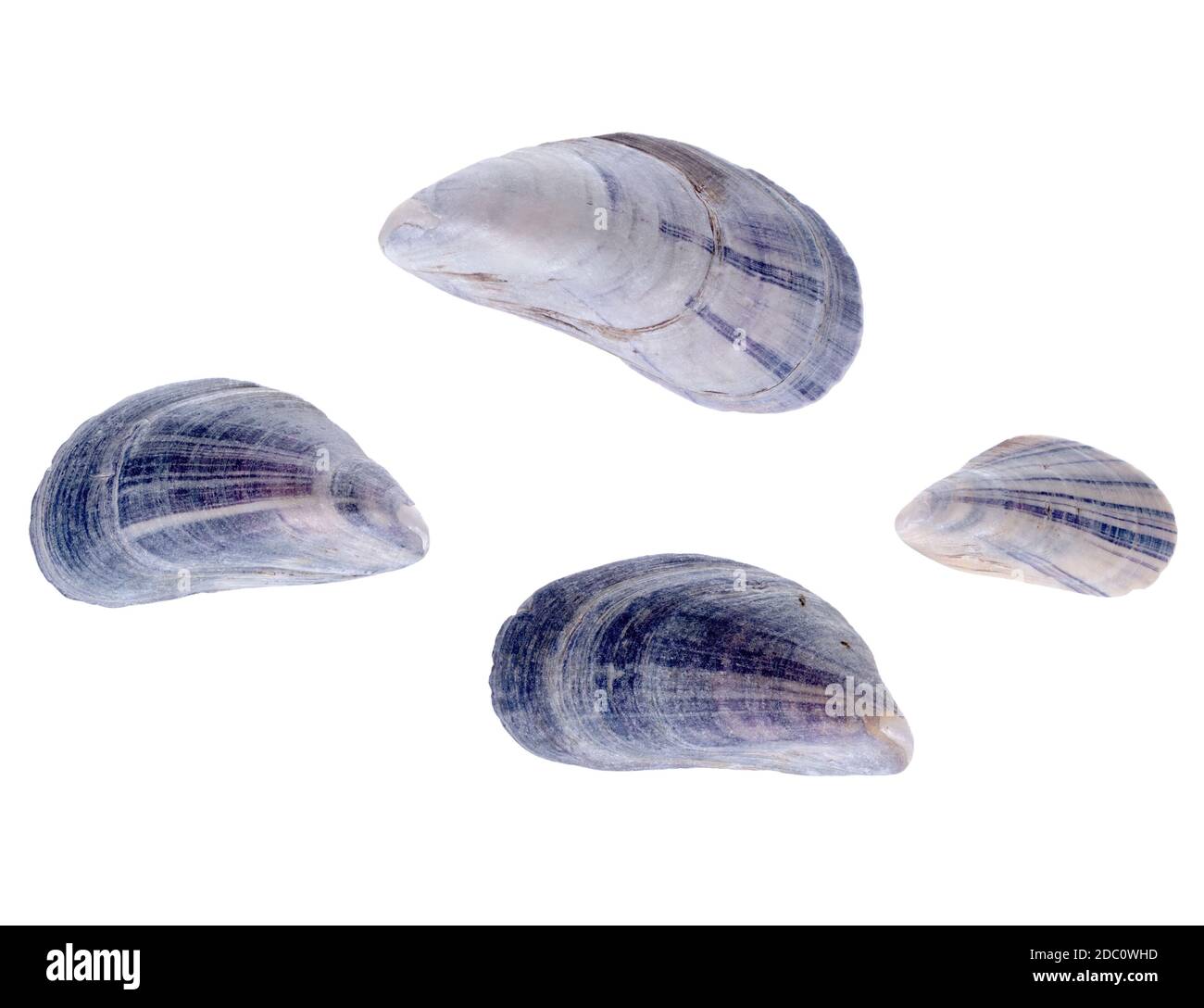 Unusual color, striped mussel shells from North Devon, England Stock ...