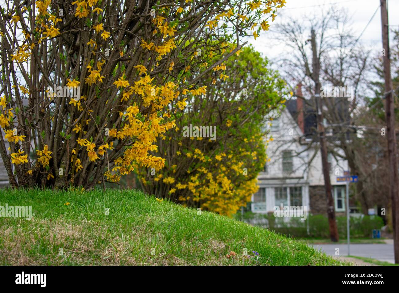 Big bush of yellow flowers hi-res stock photography and images - Alamy