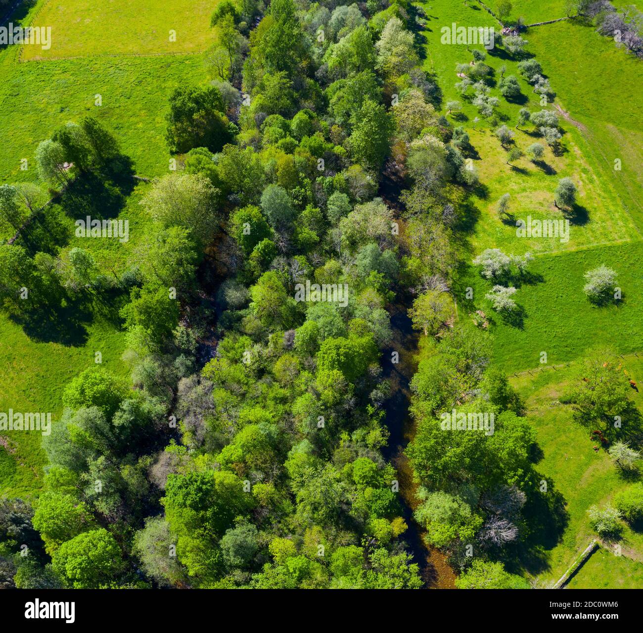 GALLERY FORESTS (Bosque de Ribera, Soto), Springtime, Ason river ...