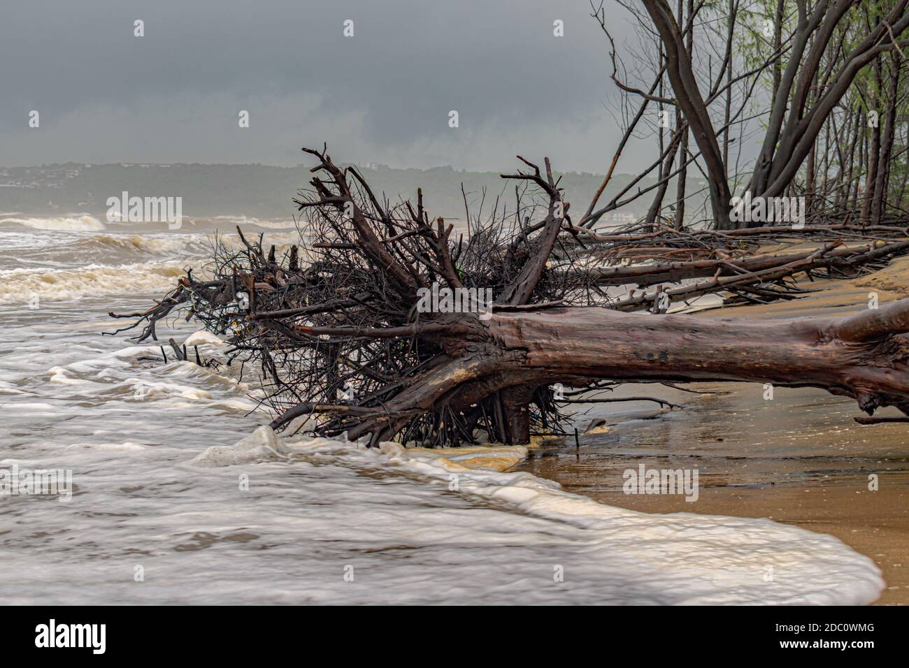 Mangrove deforestation florida hi-res stock photography and images - Alamy