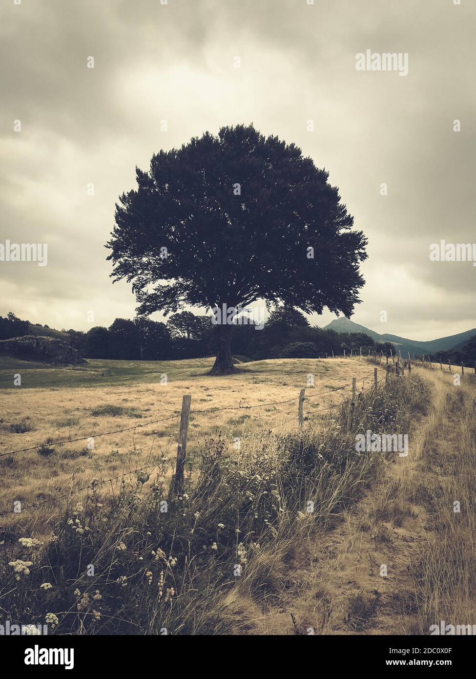 One single tree in a field. Vintage colored photography Stock Photo - Alamy