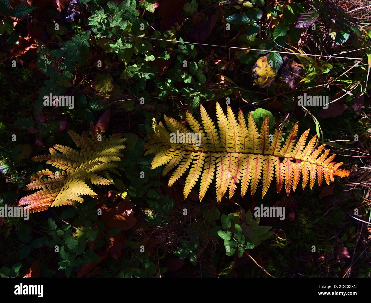 Beautiful top view of two discolored fern leaves (polypodiopsida) with ...