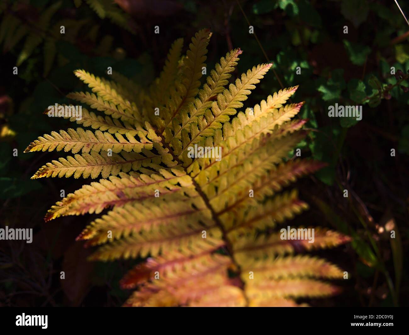 Closeup top view of beautiful discolored fern leaf with pattern of ...