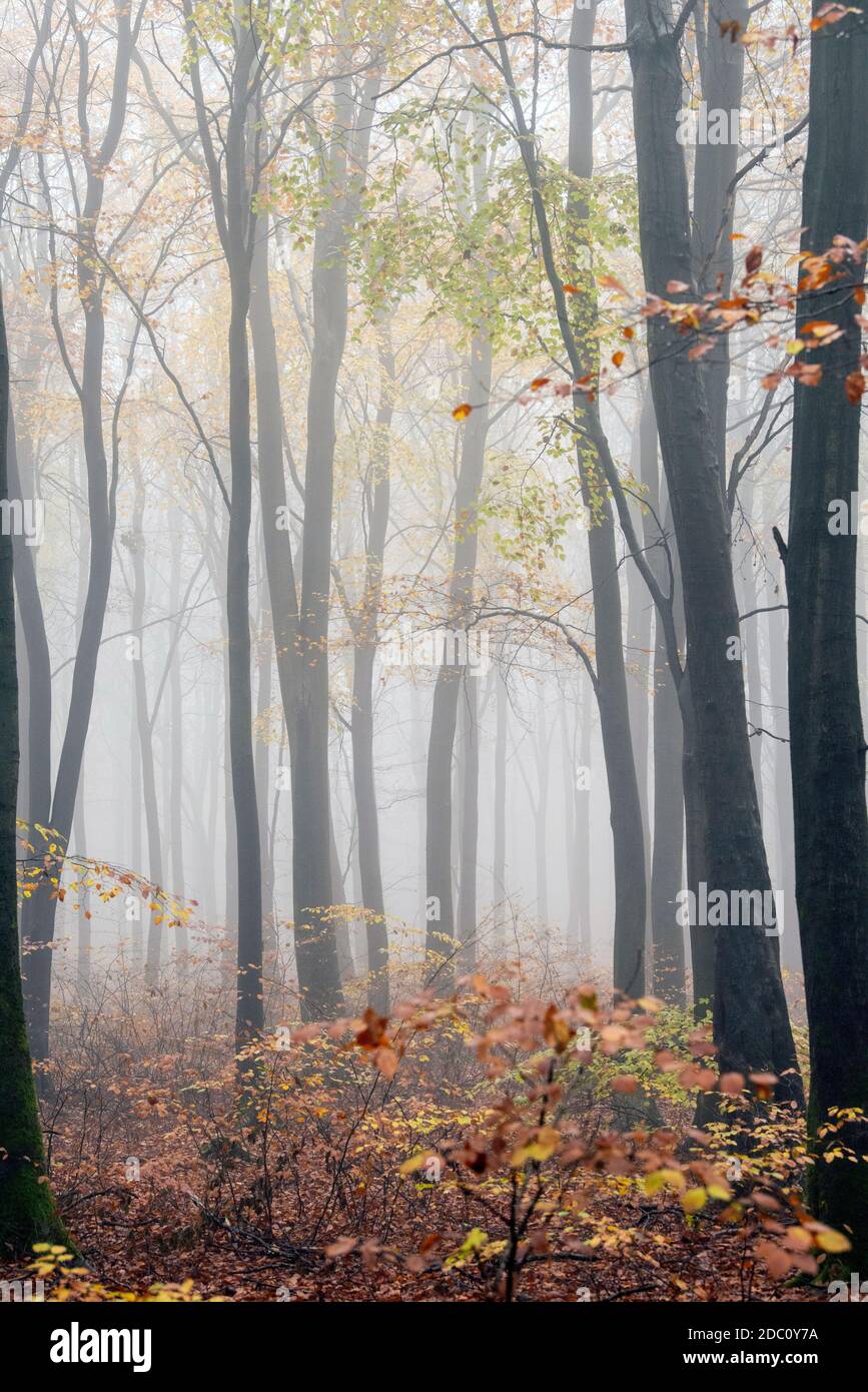 Misty Morning at Nomanshill Woods in Nottinghamshire England UK Stock ...