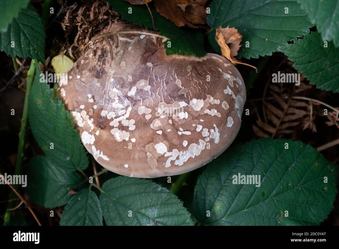 Shelf fungus, also called bracket fungus (basidiomycete) growing on a ...