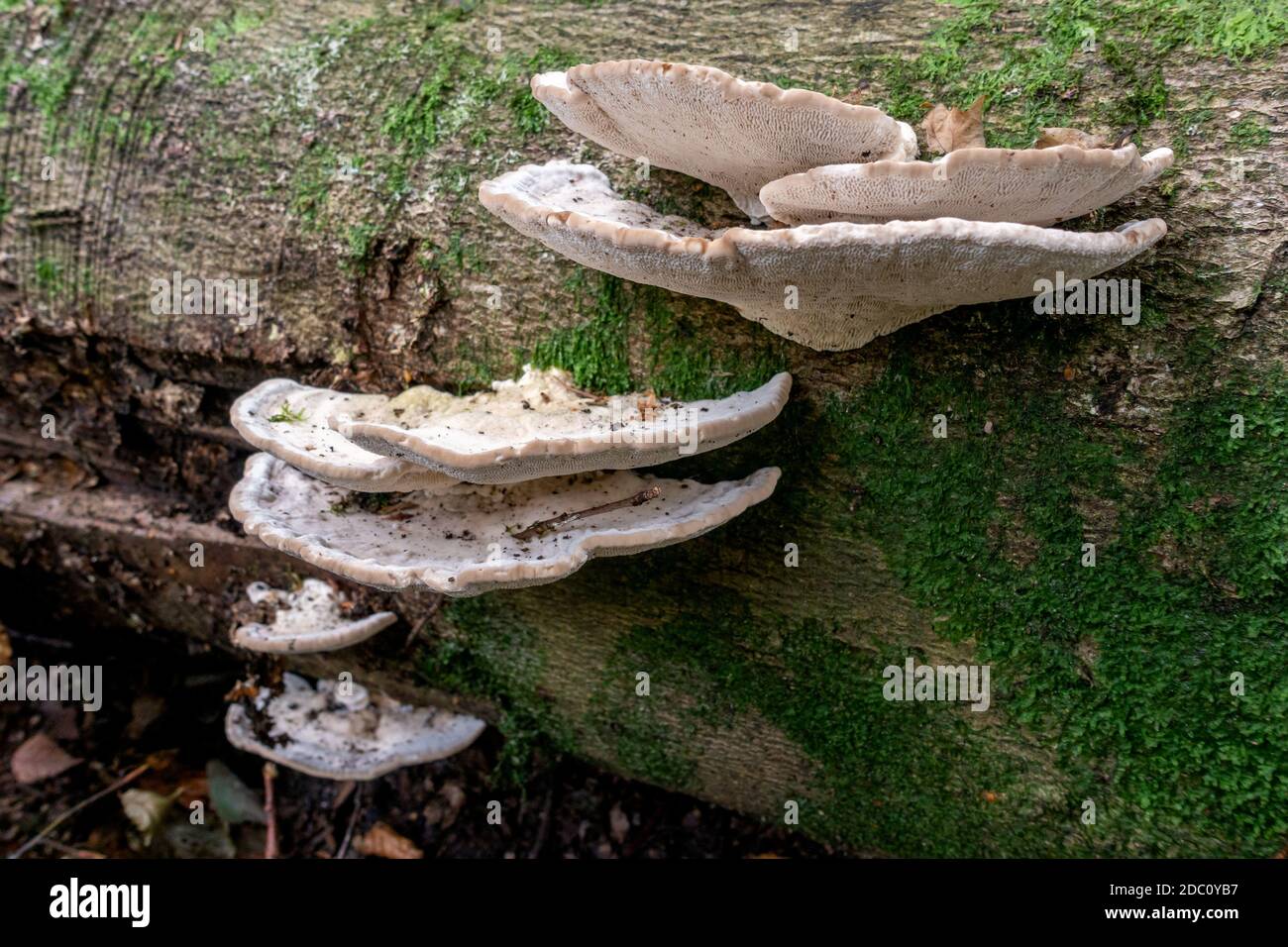 Shelf fungus, also called bracket fungus (basidiomycete) growing on a ...