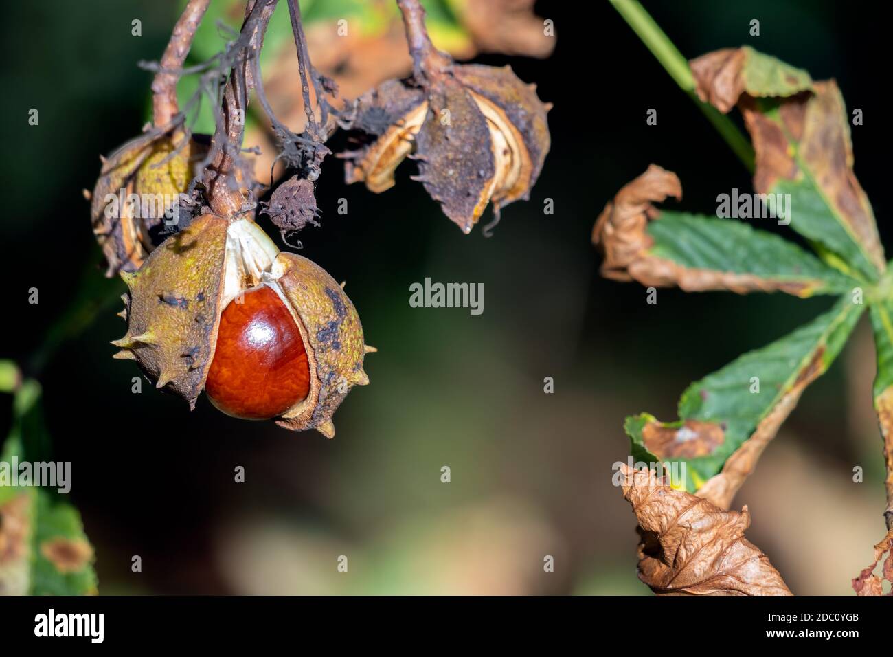 Ripe fruit of the Horse Chestnut tree commonly called conkers Stock ...