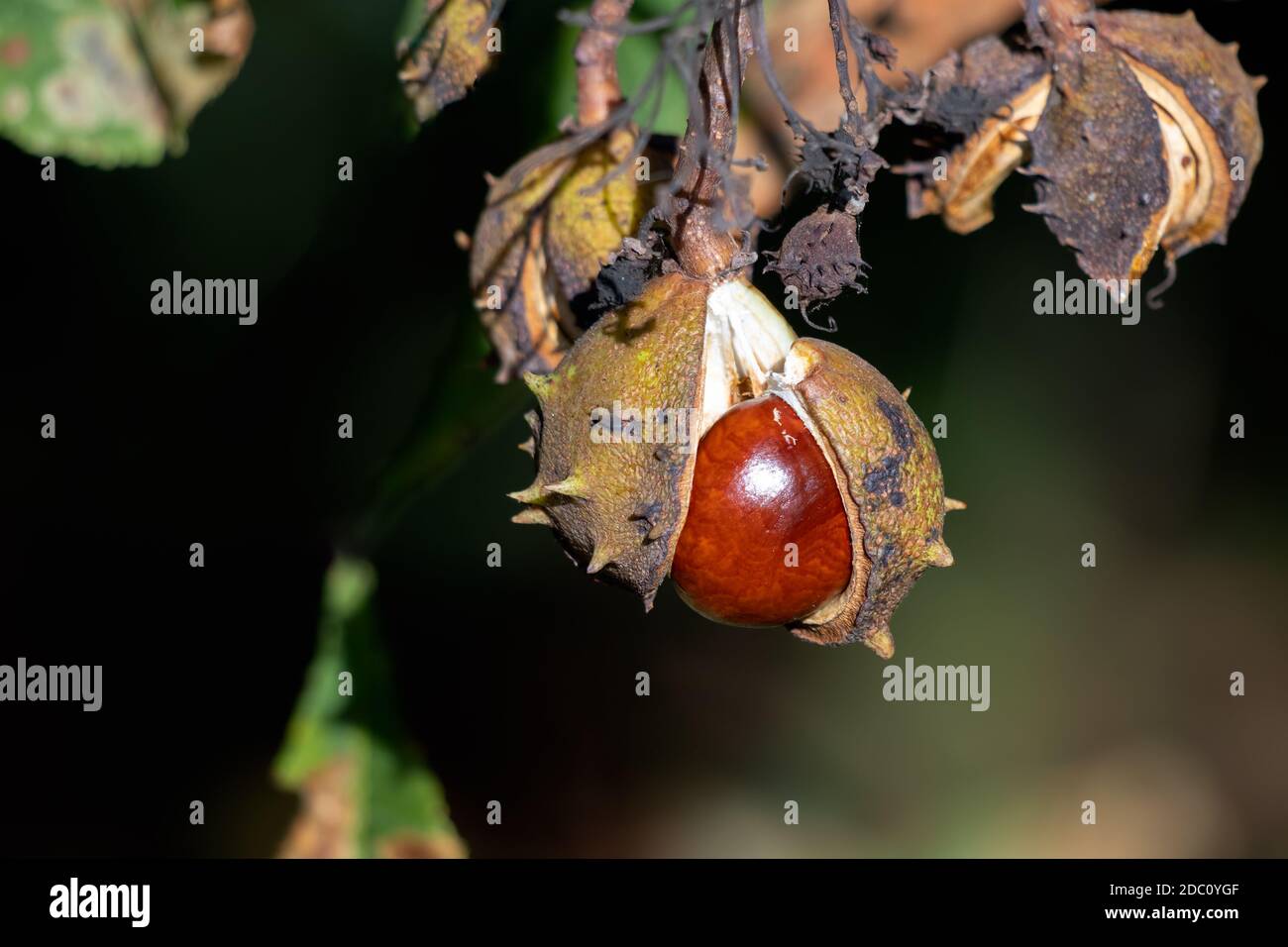 Ripe fruit of the Horse Chestnut tree commonly called conkers Stock ...