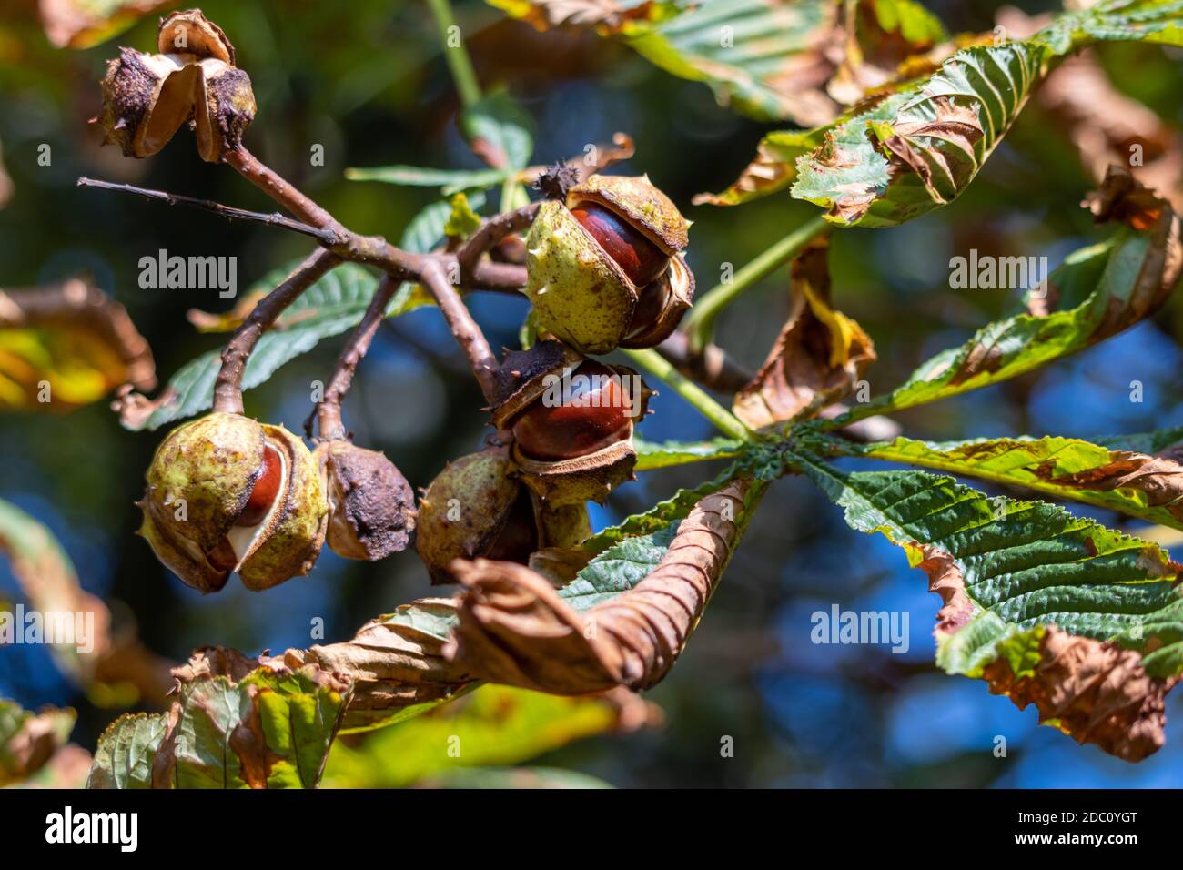 Ripe fruit of the Horse Chestnut tree commonly called conkers Stock ...