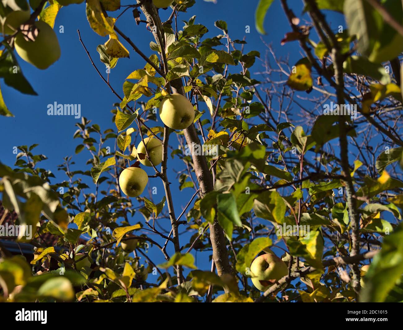 View through the leaves of the crown of an apple tree in an orchard ...