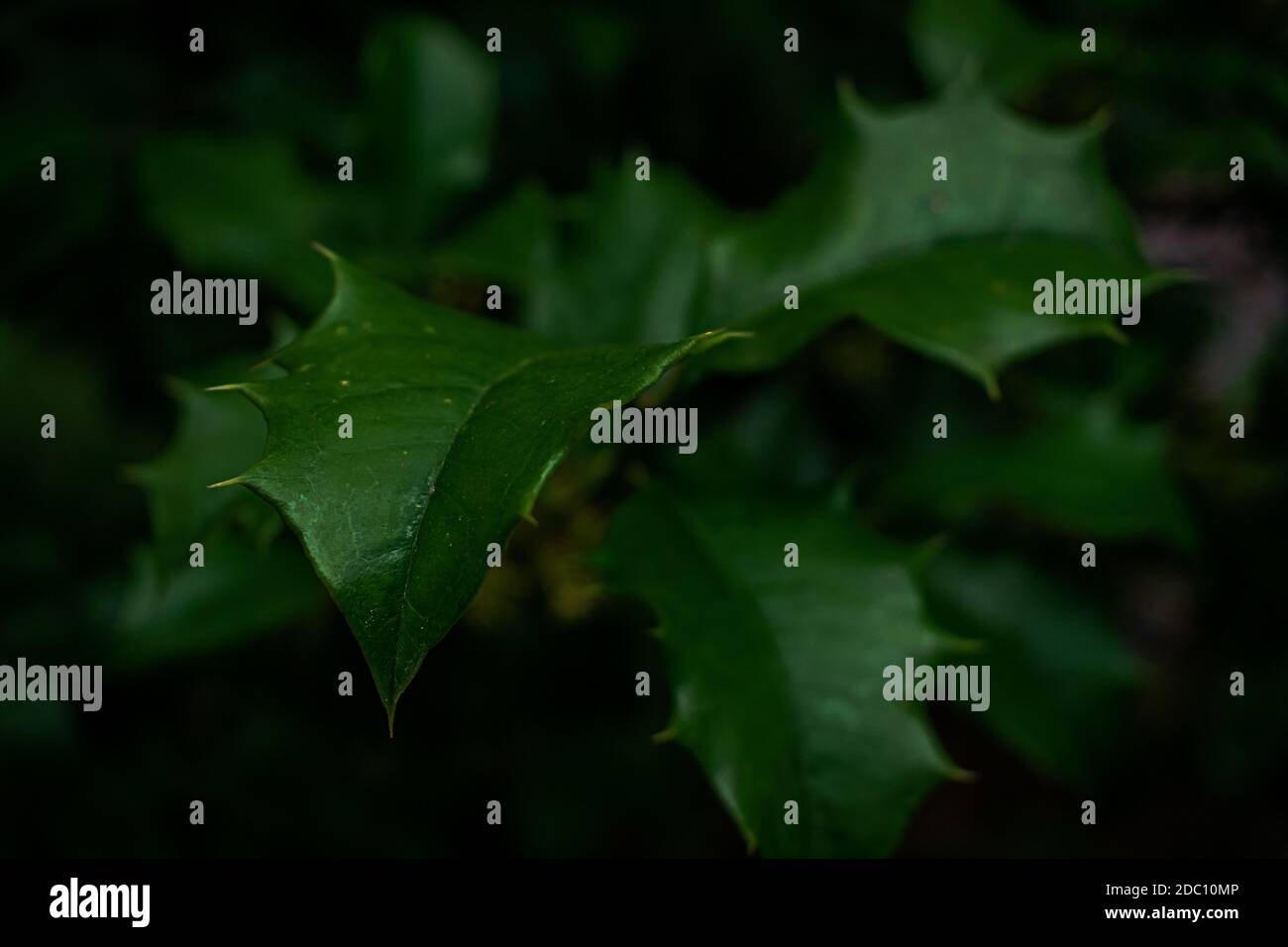 Dark Green Leaves With Sharp Thorns on a Tree Stock Photo - Alamy