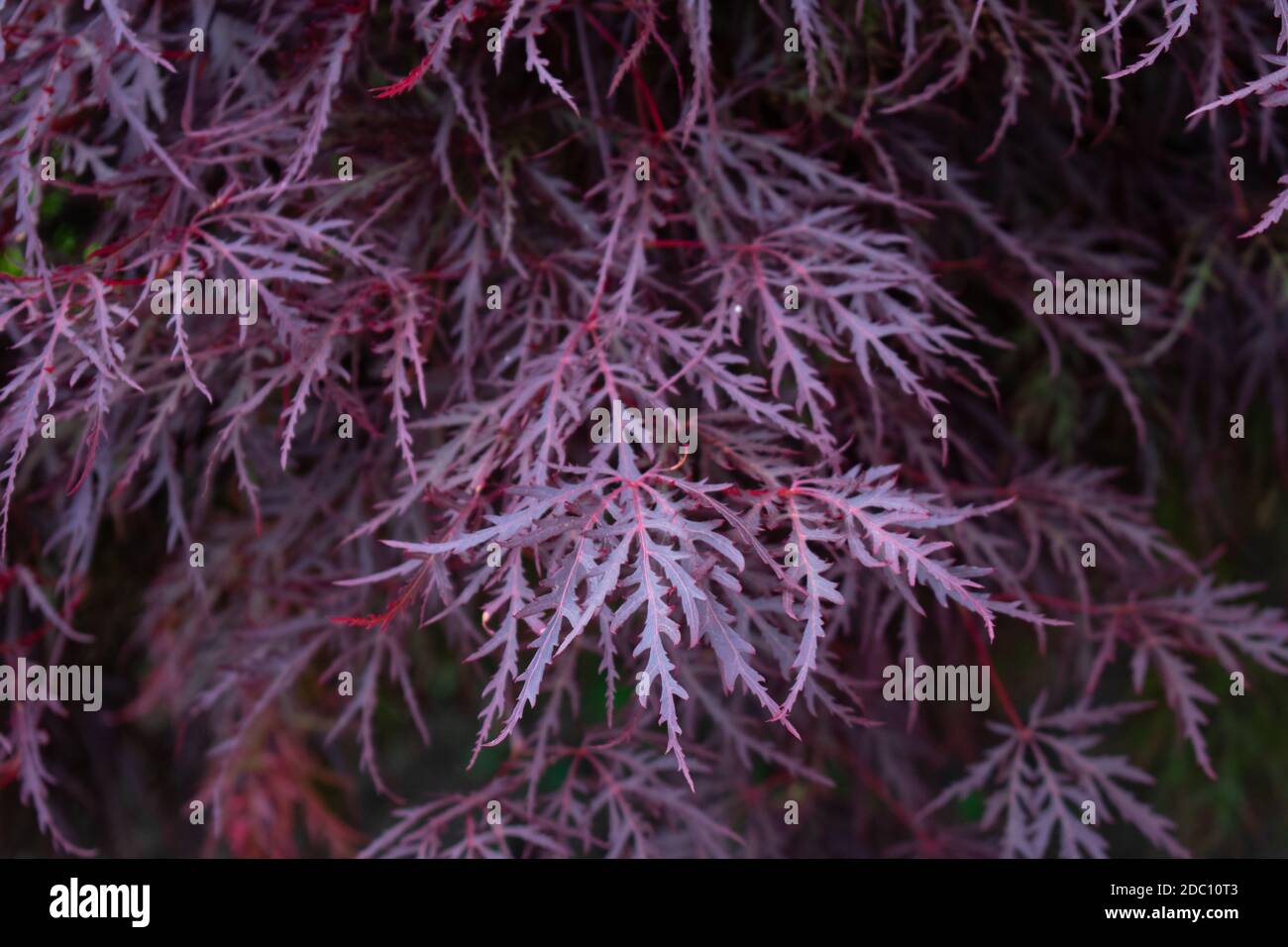 A Dark Bush With Thin Purple Leaves Stock Photo - Alamy