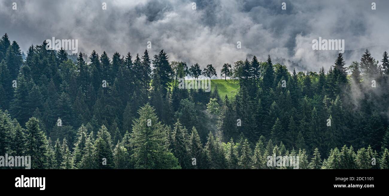 Trees in black forest germany hi-res stock photography and images - Alamy