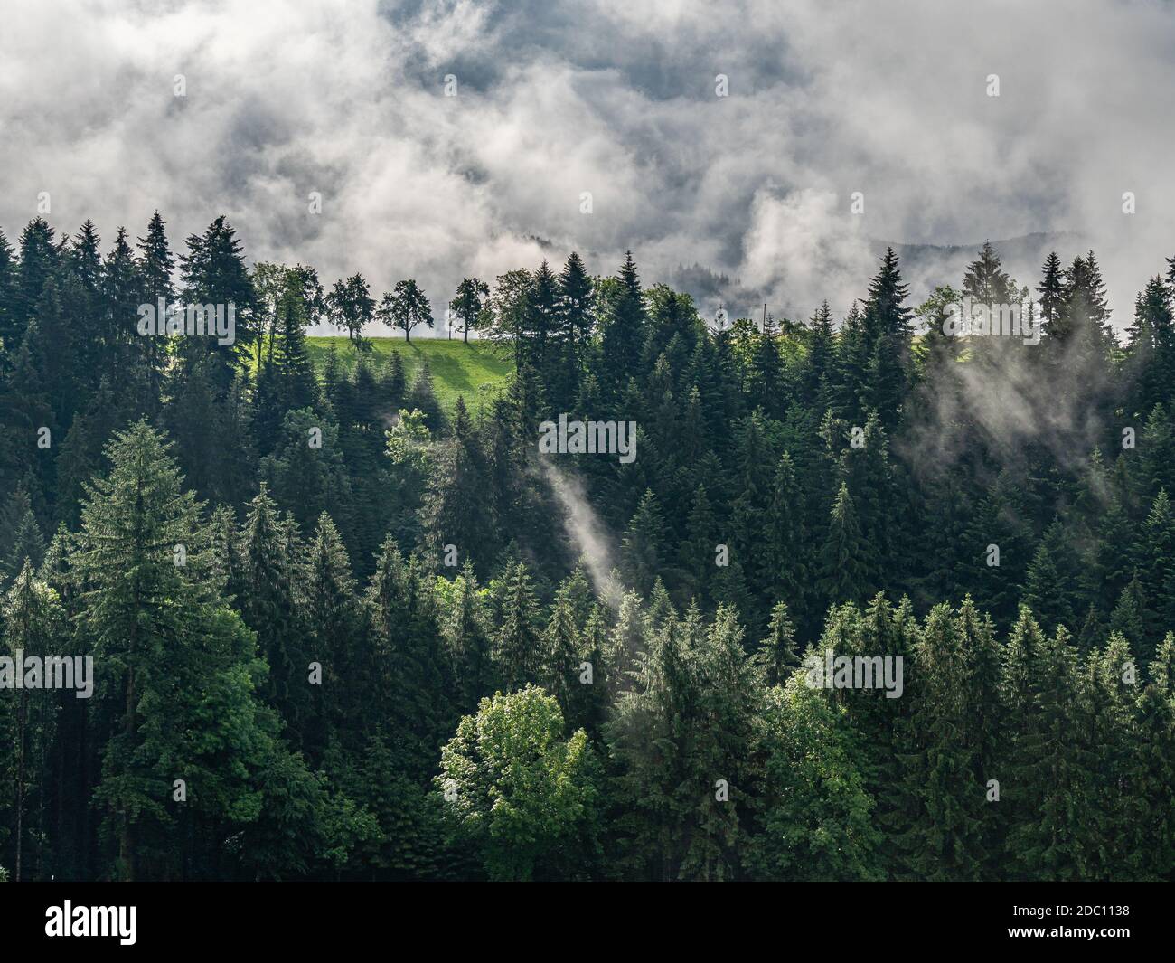 Trees in black forest germany hi-res stock photography and images - Alamy