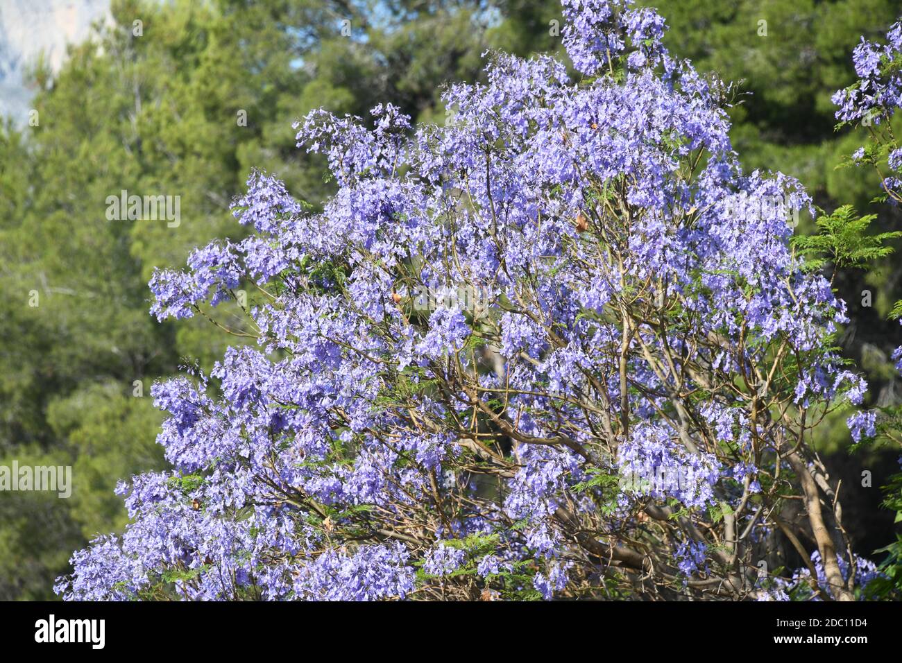 Jacaranda blanca hi-res stock photography and images - Alamy