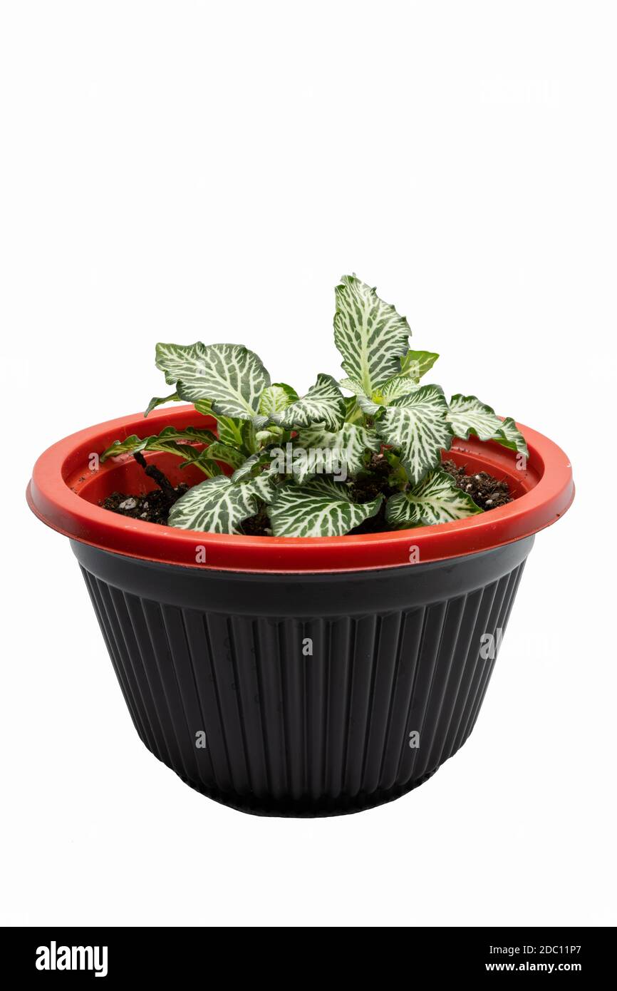 Indoor vertical garden displayed hi-res stock photography and images ...