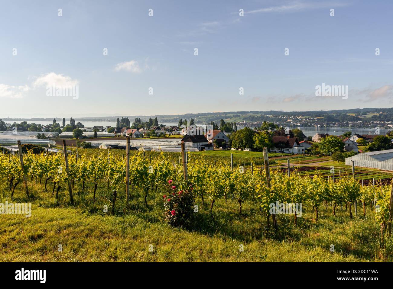 Reichenau Island, view over the vineyards to Lake Constance, Baden ...