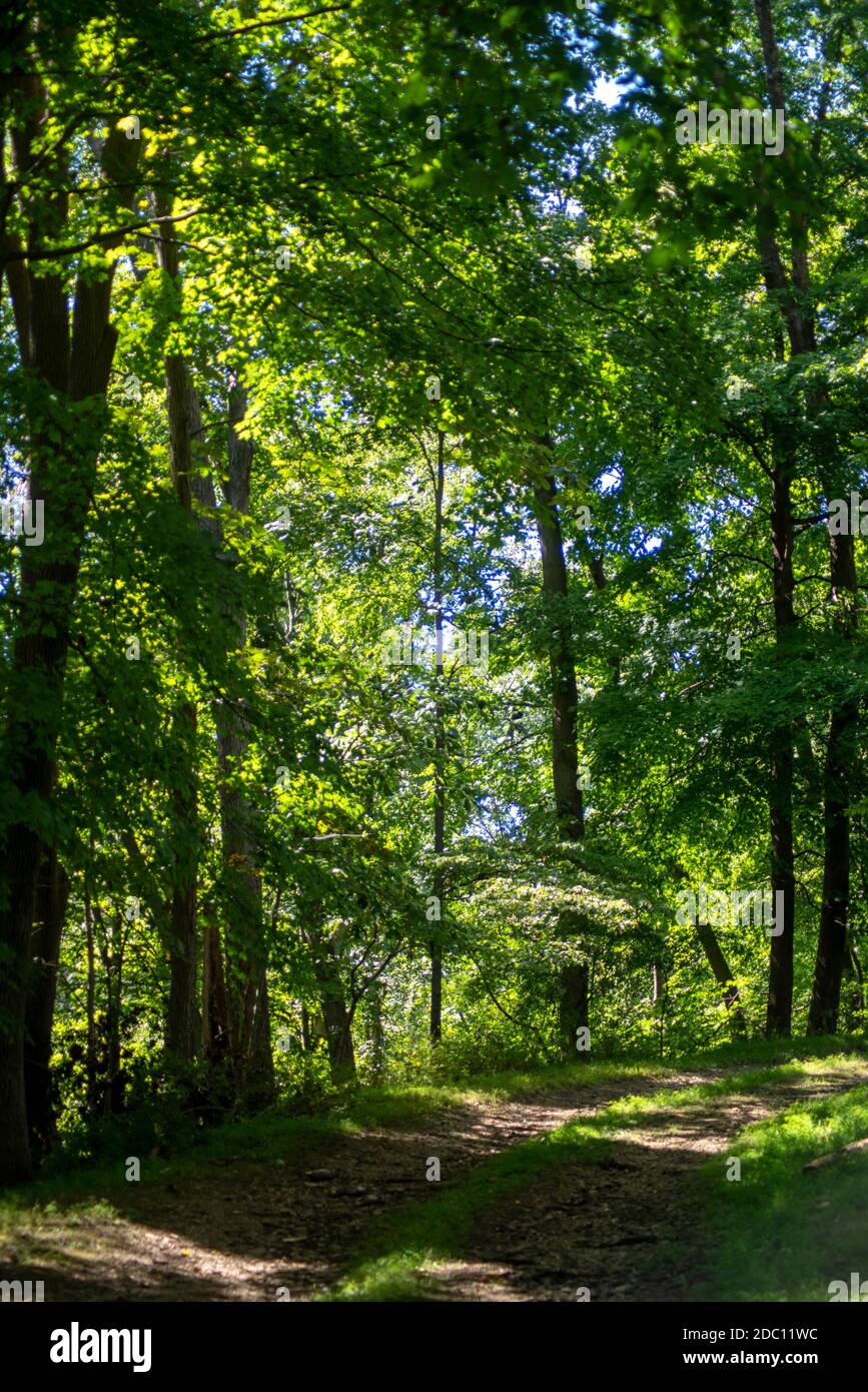 Full frame image with copy space, shot in natural light, of a lush ...