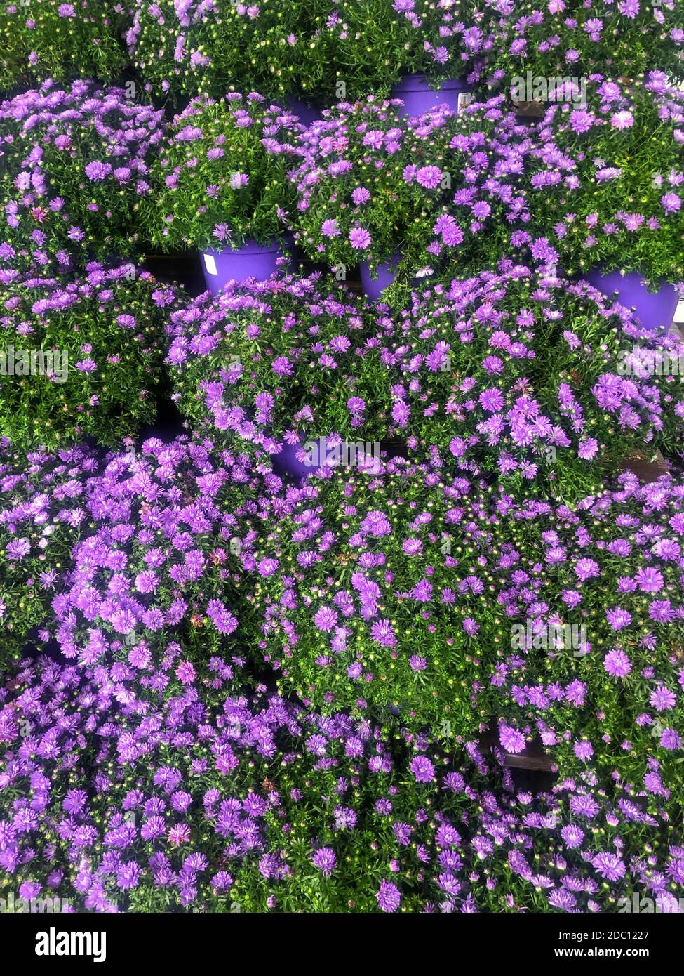 Rows of healthy mums in purple pots are blooming Stock Photo - Alamy
