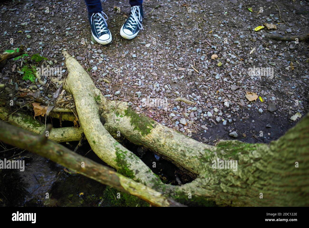 Tree feet roots hi-res stock photography and images - Alamy