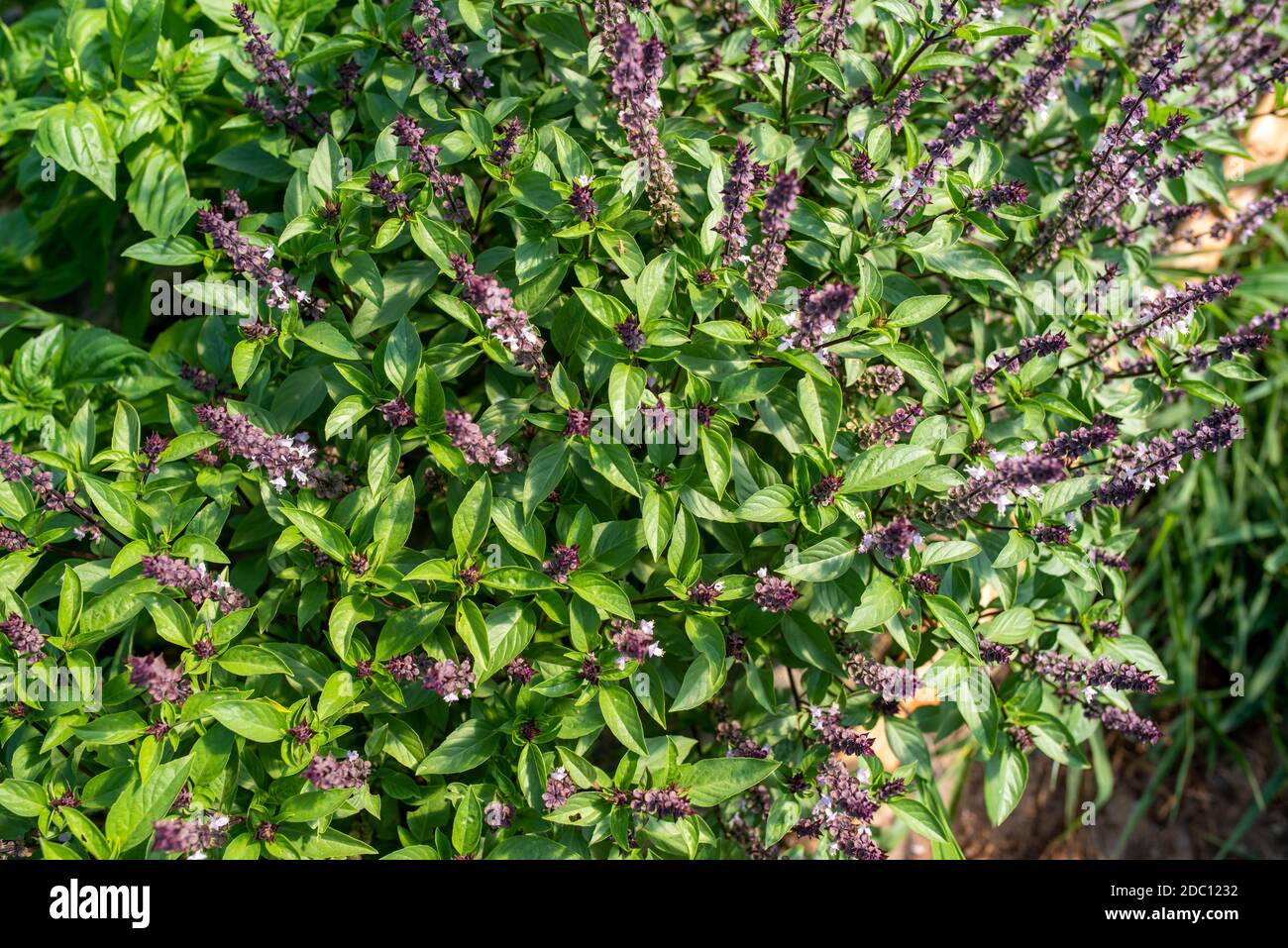 Fat leaf plants hi-res stock photography and images - Alamy