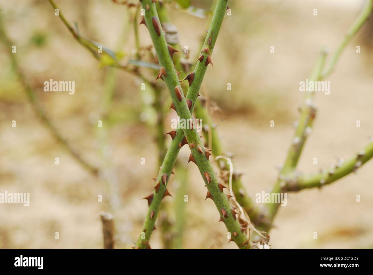 Rose stems hi-res stock photography and images - Alamy