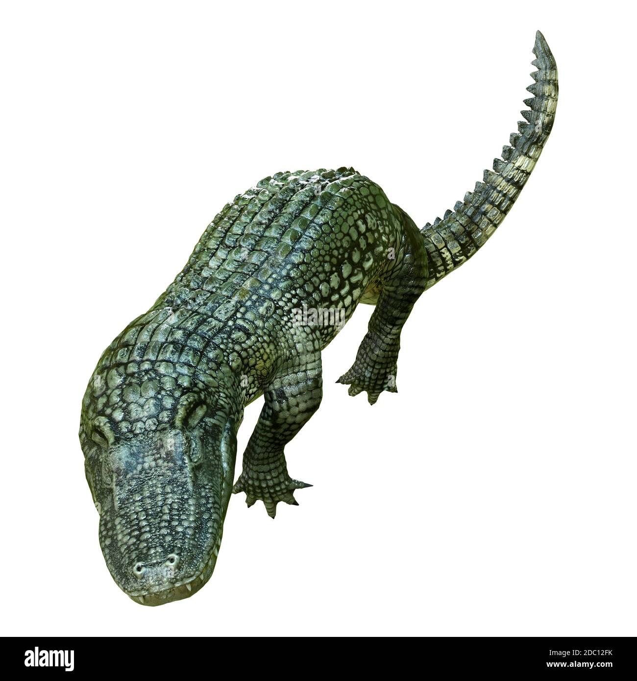 3D rendering of a green alligator isolated on white background Stock ...