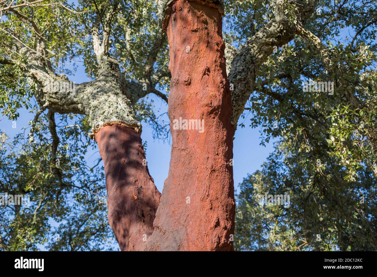 Portuguese cork oak (Quercus suber) Alentejo, Portugal Stock Photo - Alamy