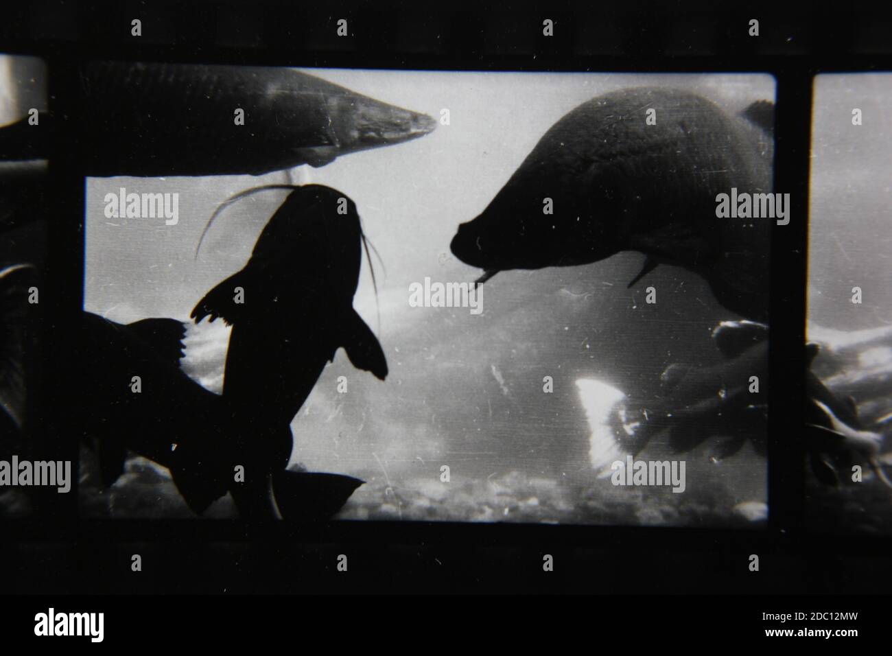 Fine 1970s vintage black and white photography of fish swimming ...