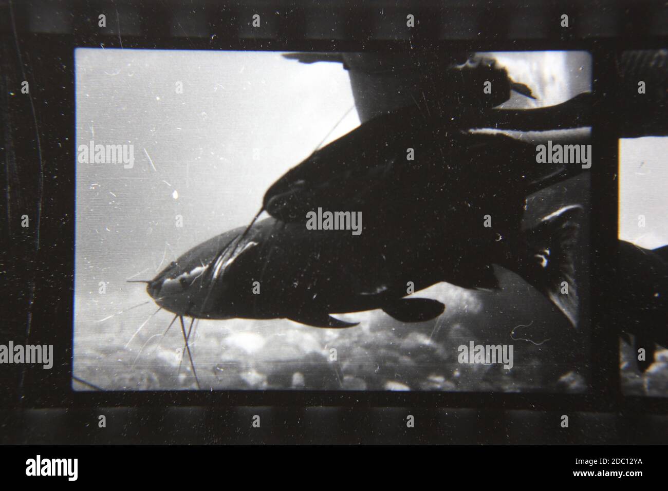 Fine 1970s vintage black and white photography of fish swimming ...