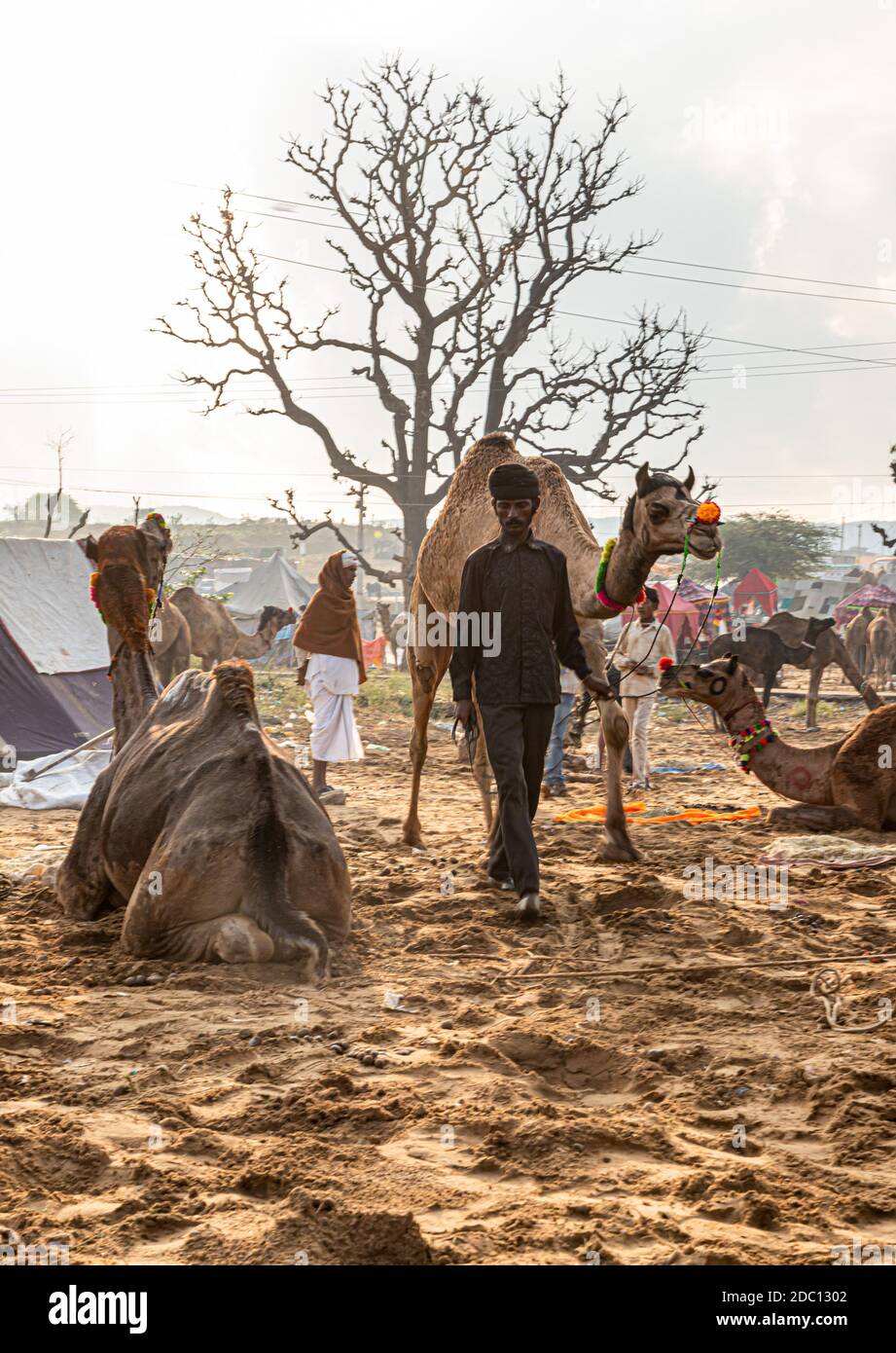 camel at pushkar mela.famous camel and livestock fair in the town of ...