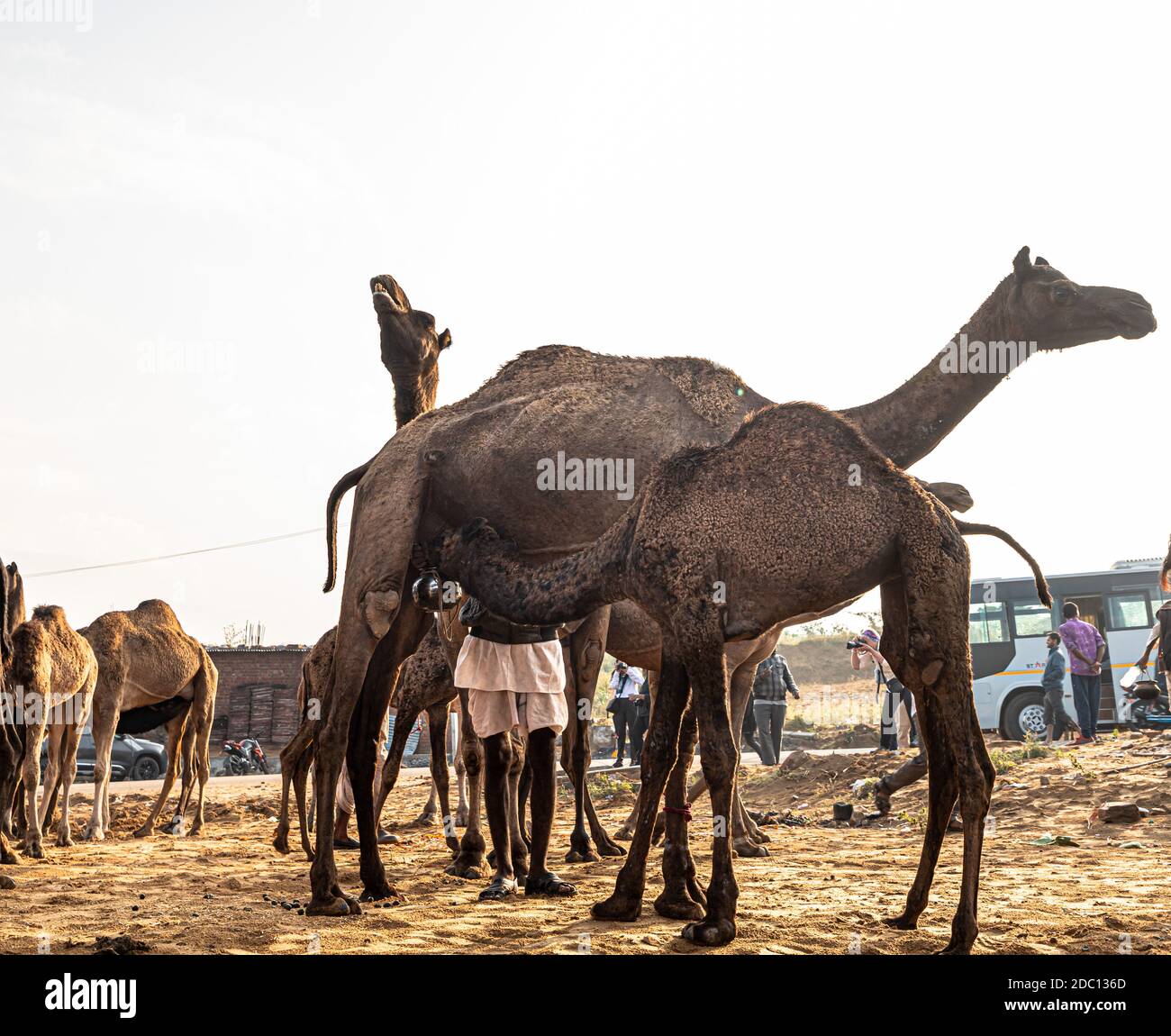 new born baby camel drinking milk .farmers and traders from all over ...