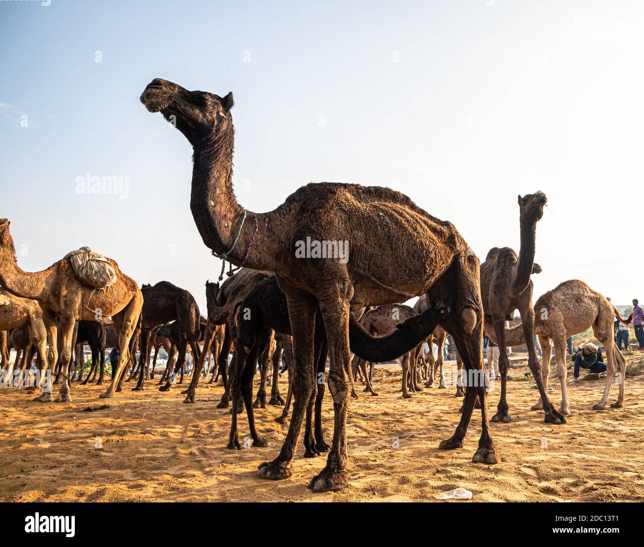 New born camel calf hi-res stock photography and images - Alamy