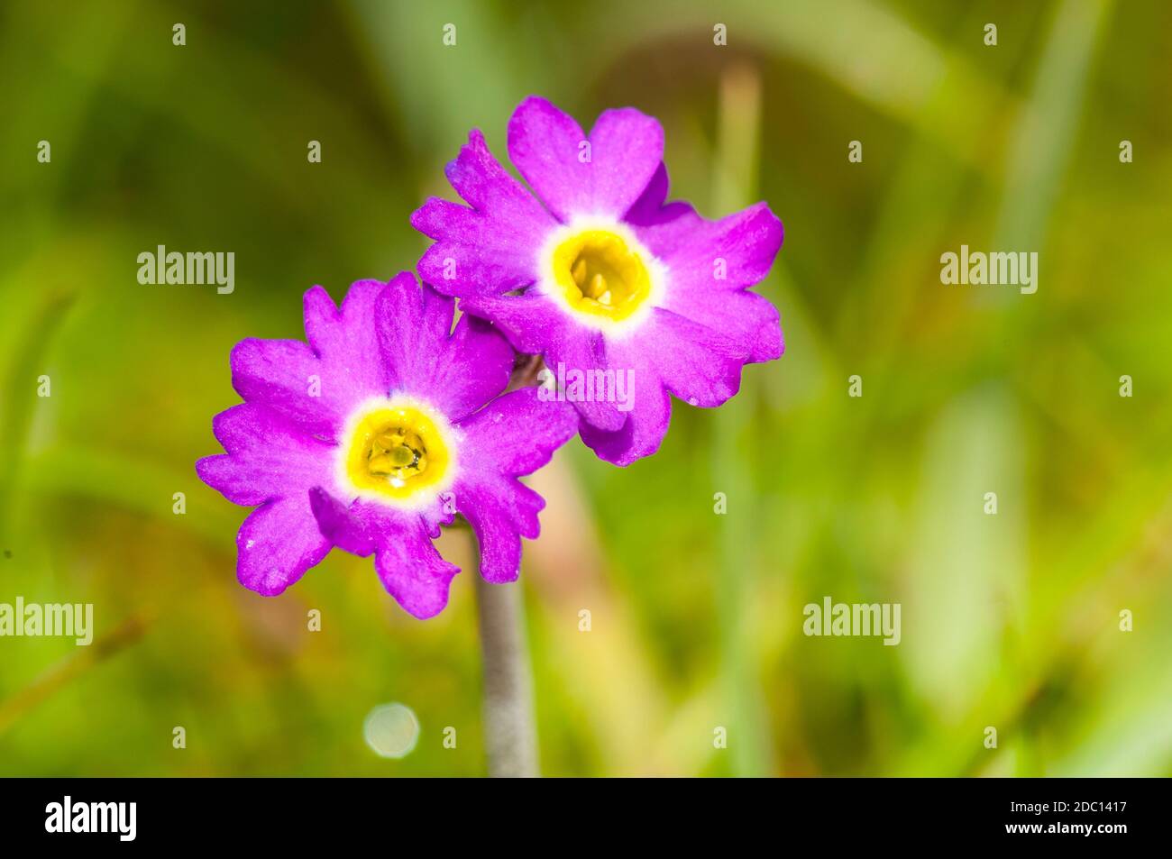 Scottish primrose hi-res stock photography and images - Alamy