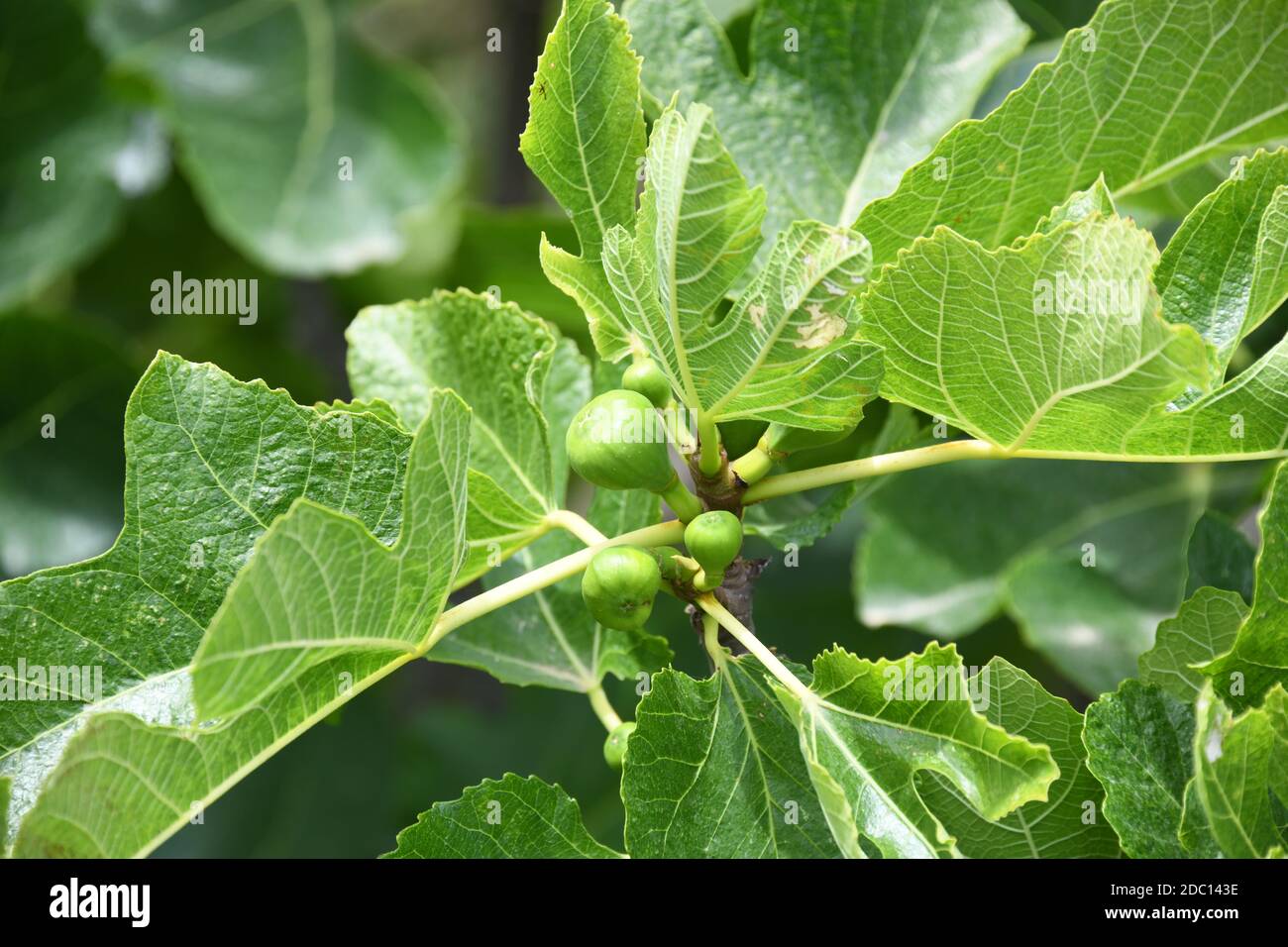 small figs and fresh leaves on the fig tree, Costa Blanca, Spain Stock ...