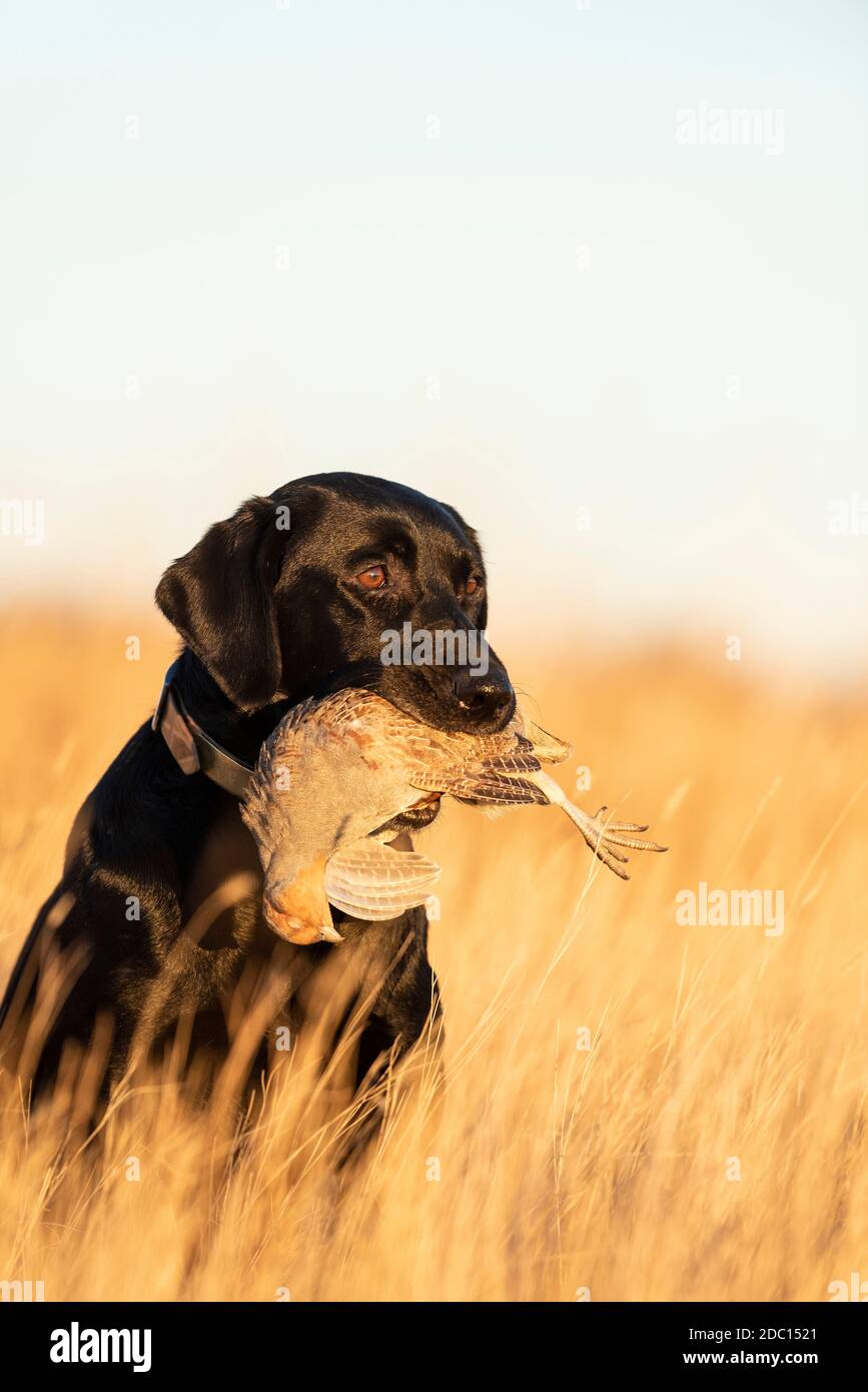 A Black lab with a hungarian partridge after a successful hunt Stock ...