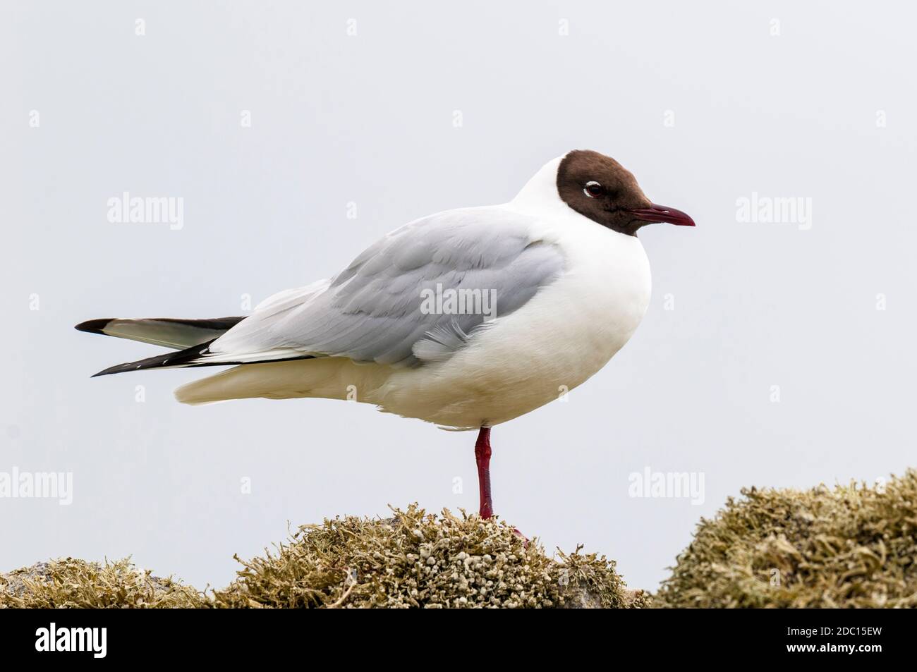 An adult black-headed gull (Larus ridibundus) in summer plumage ...