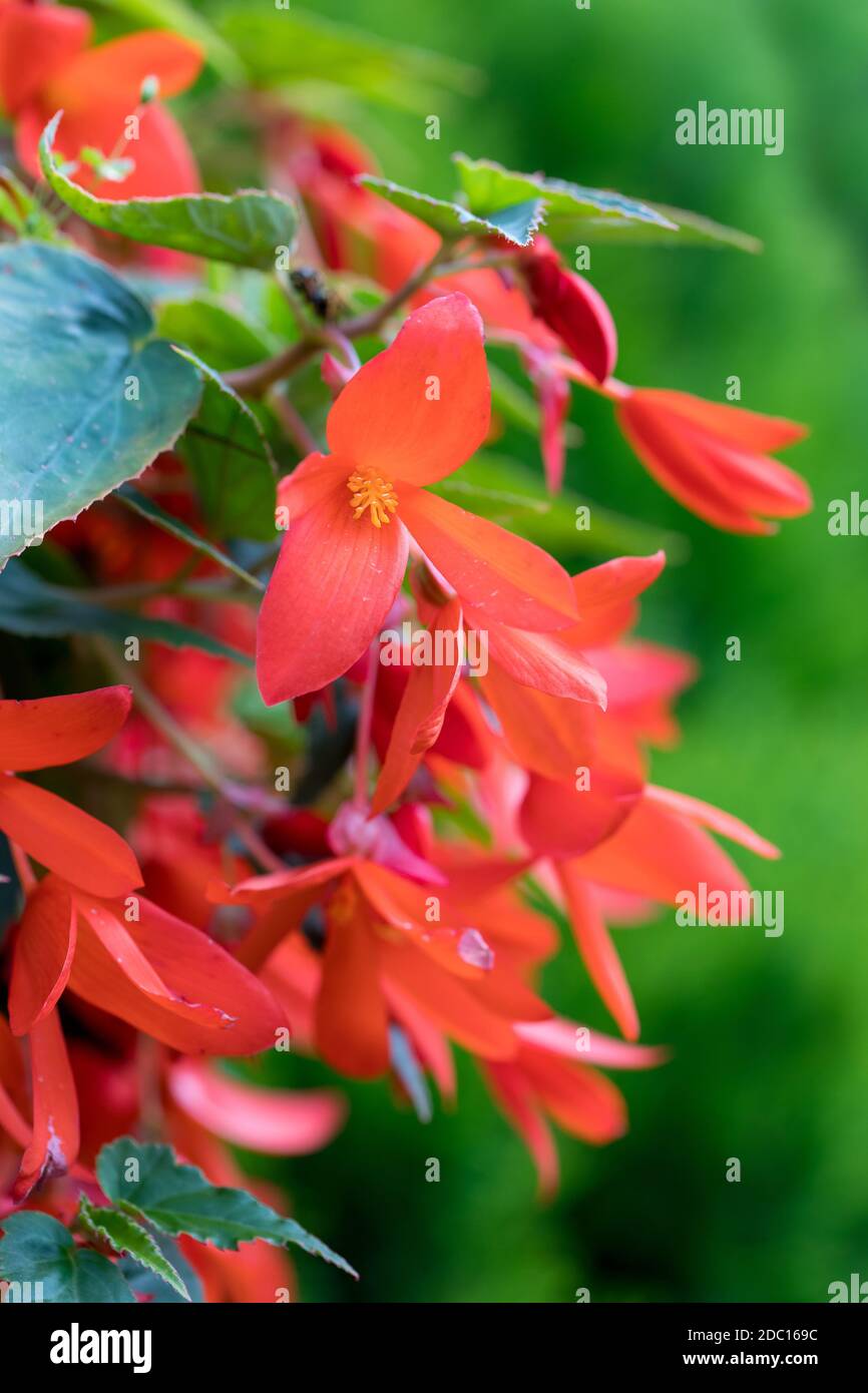 Begonia boliviensis hi-res stock photography and images - Alamy