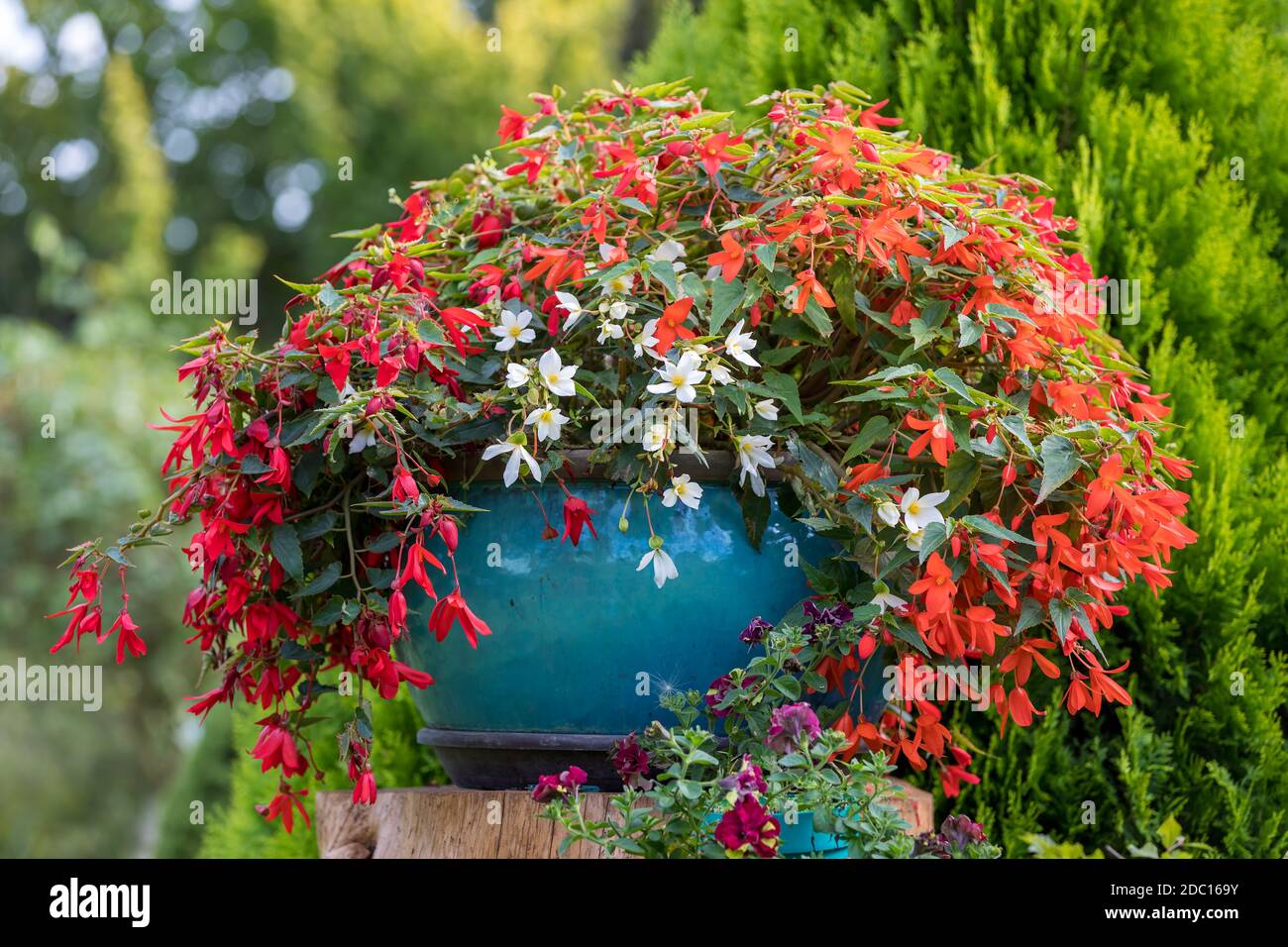 Vivid Flowers Begonia boliviensis, Waterfall of red blossom in summer ...