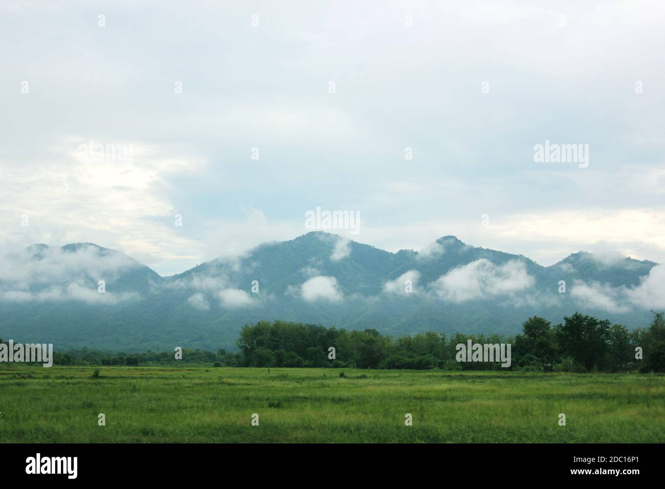 A view of green and fresh rice fields spread with white mist on a cold ...