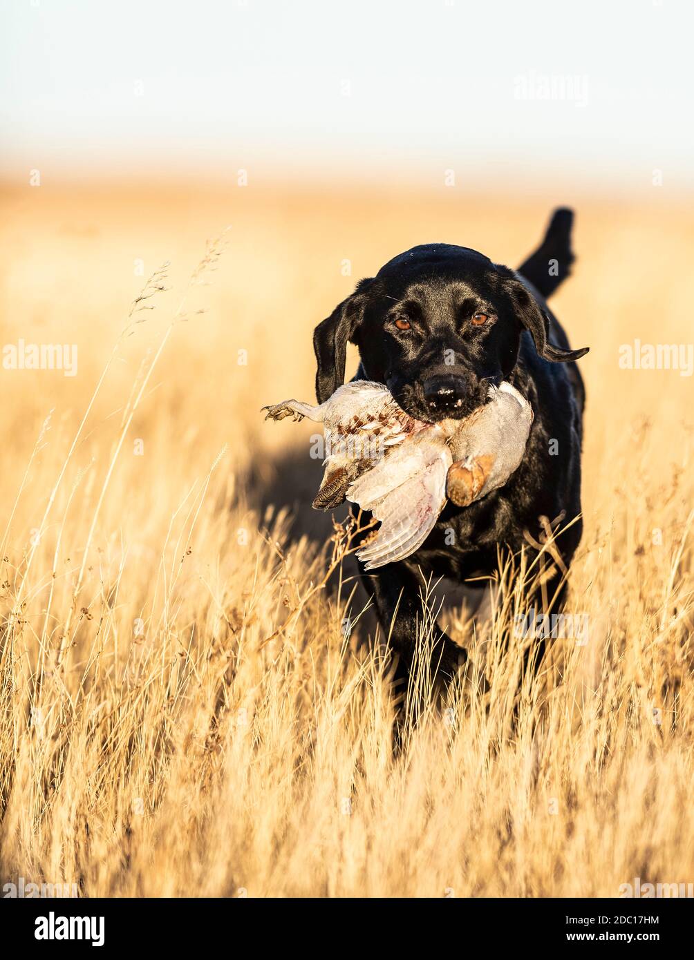 A Black lab with a hungarian partridge after a successful hunt Stock ...