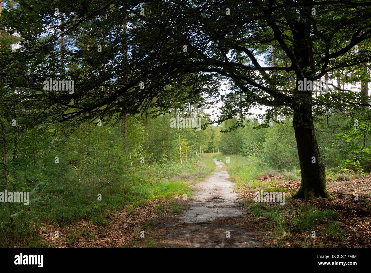 Forest in the nature reserve De Dellen near the village Epe in the ...