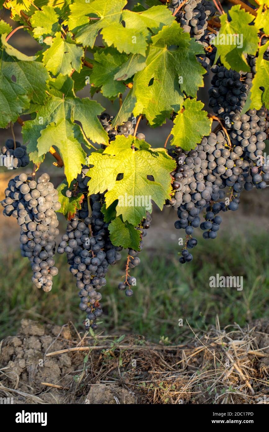 Red wine grapes ready to harvest and wine production. Saint Emilion ...