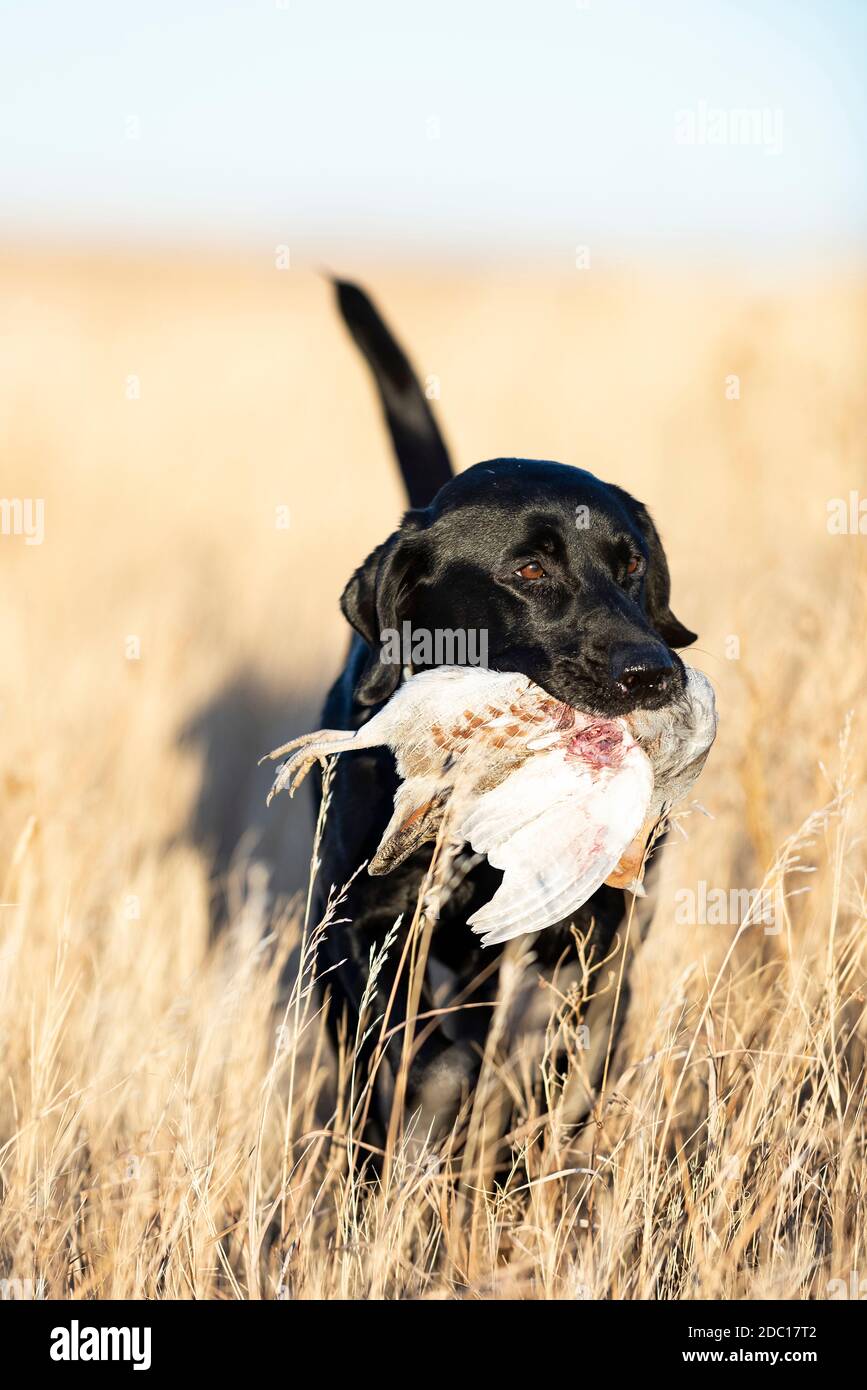 A Black lab with a hungarian partridge after a successful hunt Stock ...